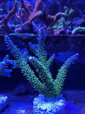 Acheter acropora secalé (joker)