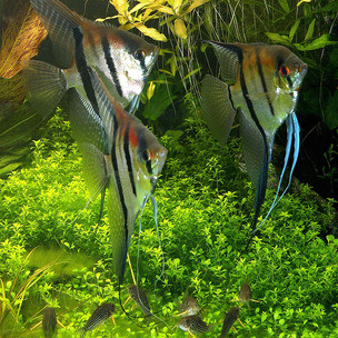 Acheter scalaire manacapuru red back