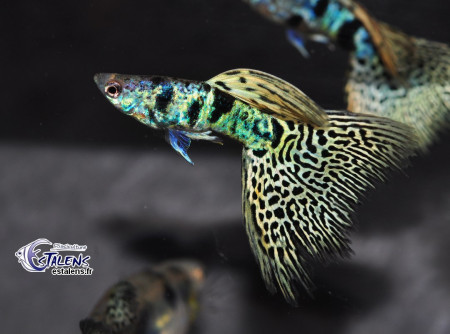 Acheter guppy tiger cobra