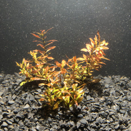 Acheter ludwigia super mini red