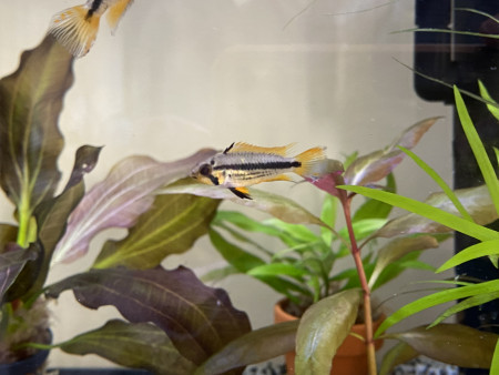 Acheter jeunes apisto cacatois