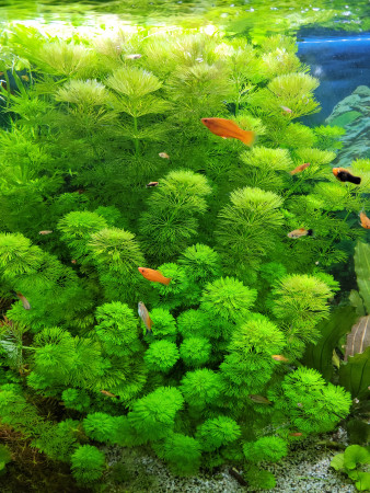 Acheter sessiliflora limnophila