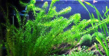 Acheter élodée du canada