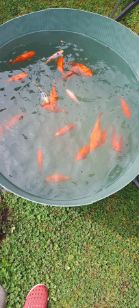 Acheter poisson rouge de bassin