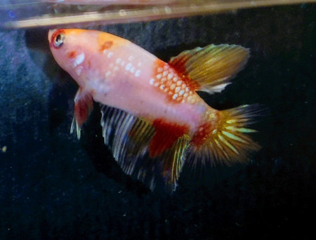 Acheter betta splendens koi/half moon marbré