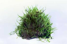 donne mousse de java