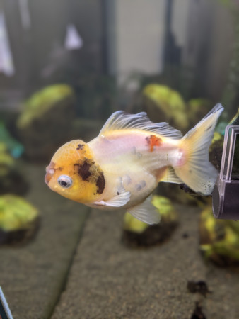 poisson rouge japonais