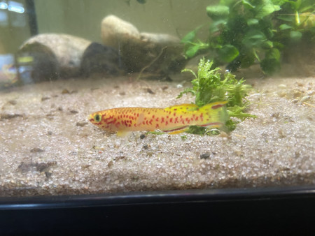 Acheter œufs de gardneri gold