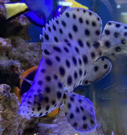 Acheter mérou grâce kelly