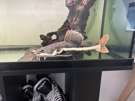 Acheter poisson chat à queue rouge