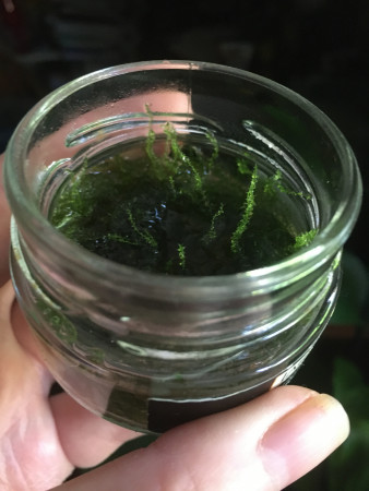 Acheter mousse de java