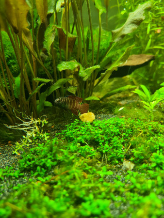 Acheter dario myanmar sp. black tiger