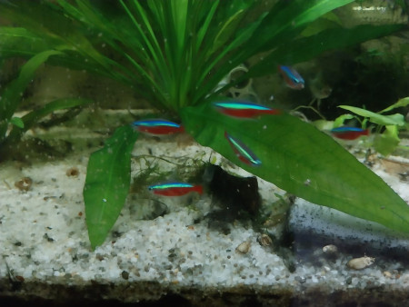 Acheter néon rouge - cardinalis - paracheirodon axelrodi