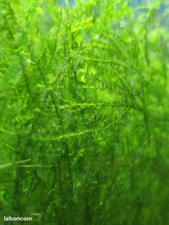 Acheter vends mousse de java