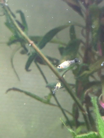 Acheter bébé guppy bébé molly