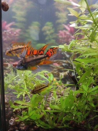 Acheter apistogramma cacatuoides triple red