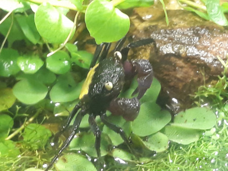 Acheter crabe geosesarma dennerle ( couple)
