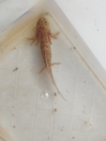 Acheter axolotl cooper mélanique cooper leucistique sauvage