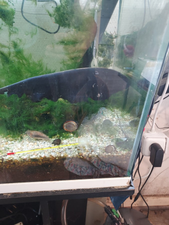 Acheter poisson couteau