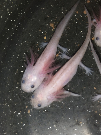 Acheter axolotl cooper leucistique et leucistique tacheté