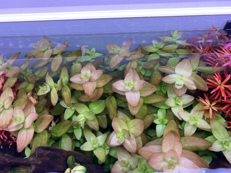 Acheter bacopa caroliniana « colorata