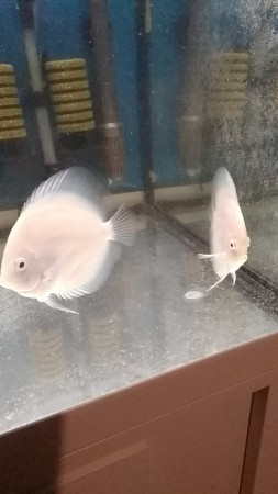 Acheter tres beau discus white