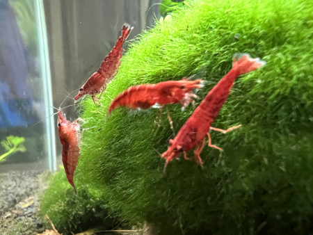 Acheter lot crevettes rouge red cherry