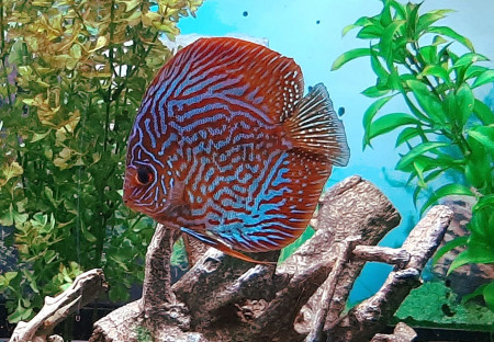 Acheter discus elevage stendker