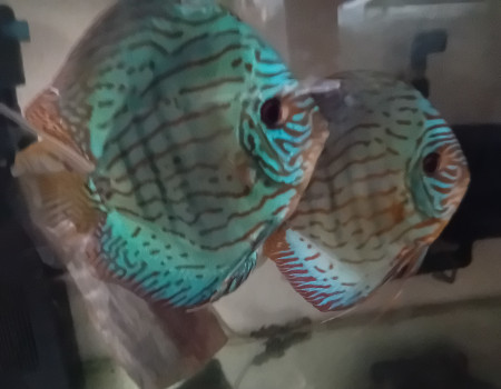Acheter couple de discus turquoise bleu brillant