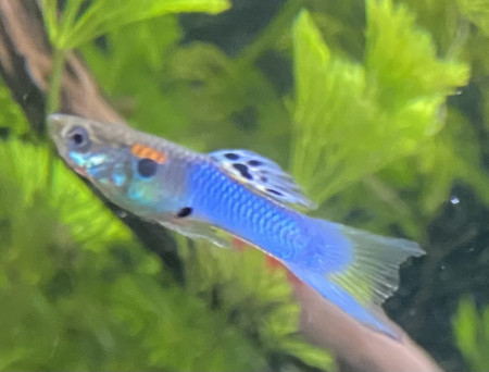 Acheter guppy endler blue japan
