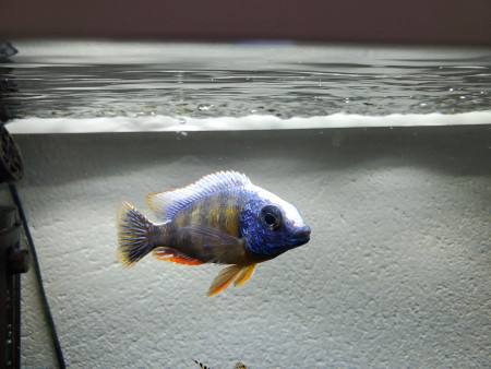 protomelas sp. steveni imperial