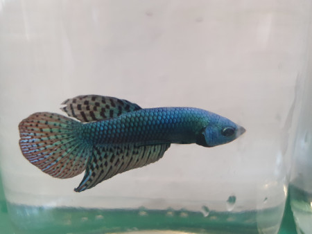 Acheter betta alien green