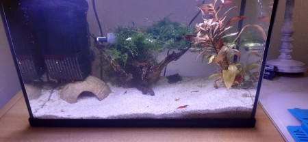 Acheter crevettes neocaridina red cherry