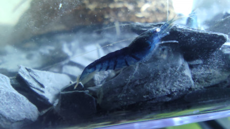 Acheter crevette caridina mariae tiger blue orange eyes