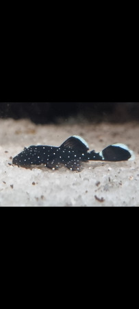 Acheter ancistrus l181