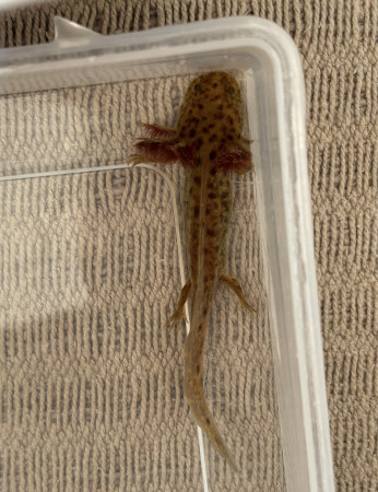 Acheter axolotl cooper la rochelle vendée niort