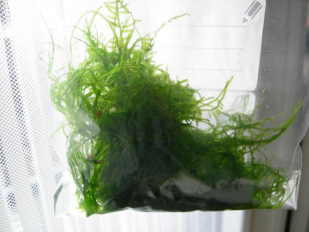 Acheter mousse de java