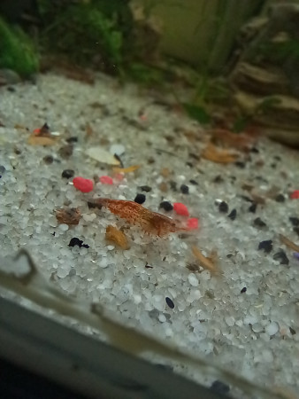 Acheter crevettes rouge