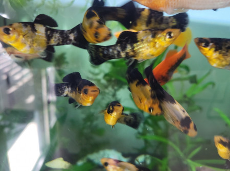 Acheter molly leopard