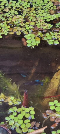 Acheter paraphanius similis zengen