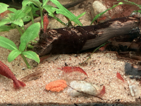 Acheter jeunes crevettes red cherry (neocaridina davidi) – 1,50 €/pièce ...