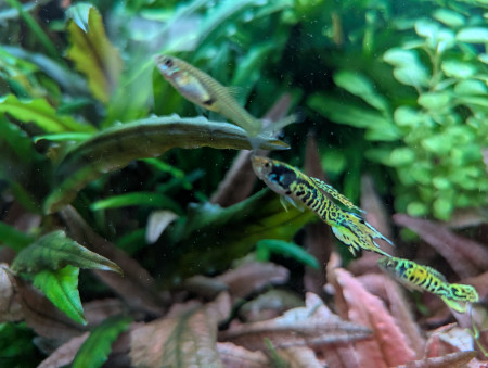 Acheter yellow tiger endler