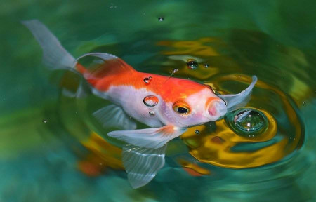 Naissance de l’aquariophilie : l’histoire du poisson rouge ! - le blog ...