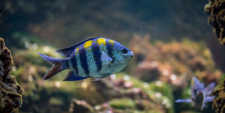 Poisson Dans Un Aquarium Domestique