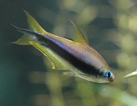 Acheter nematobrycon palmeri - tetra empereurs