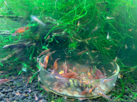 Acheter crevette red cherry