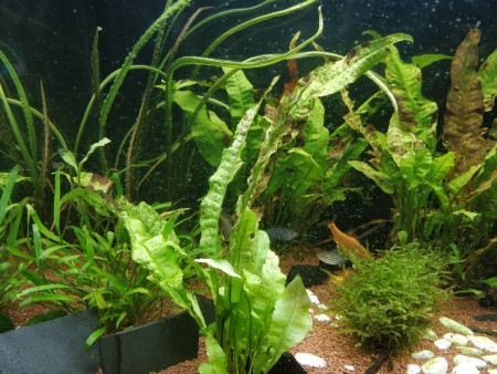 Acheter lot de poisson