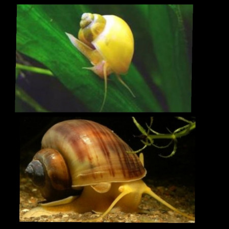 Acheter ampullaria gigas