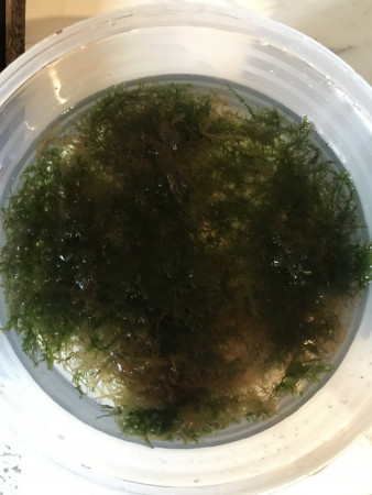 Acheter vend mousse de java