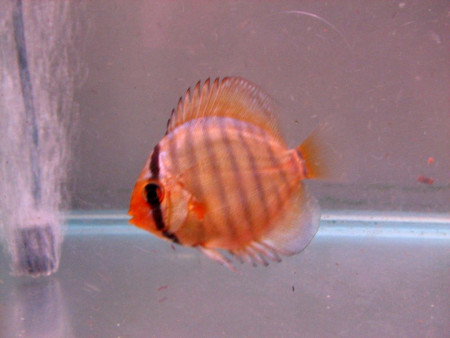 Acheter jeune bébé discus